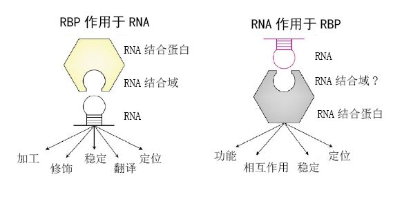 解密RNA结合蛋白 | 生命奥秘